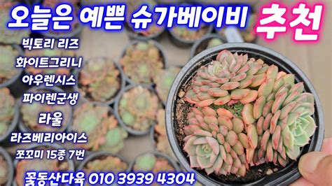 2421 오늘의 추천은 예쁜 슈가베이비🌼 쪼꼬미15종7번세트 🌼 꽃동산다육 010 3939 4304 전국택배가능 유료광고포함 Youtube