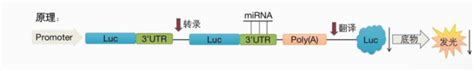 双荧光素酶实验原理及应用解析 知乎