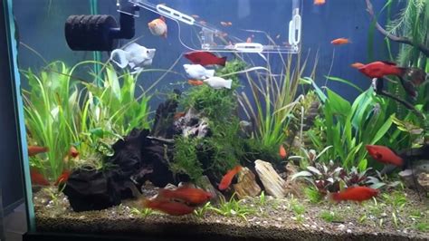 3자어항 물멍~~💦🐠 Youtube