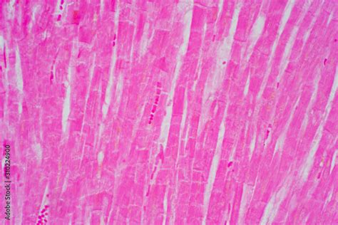 Histology Of Human Cardiac Muscle Under Microscope View For Education