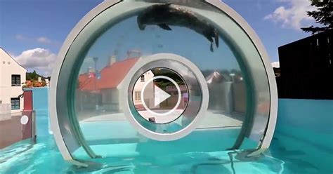 Just A Seal Doing A Loop The Loop TwistedSifter