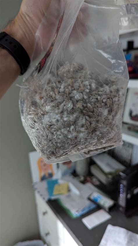 Can I Leave Substrate Mycelium Mixture Unwatched For A Week R Magicmushrooms