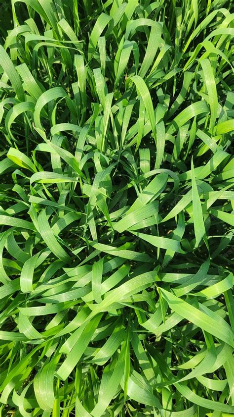Premium Photo Green Grass Texture Background Green Grass Top View