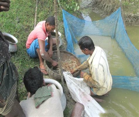 Separation Of Male And Female Prawn By The Farmers Download Scientific Diagram