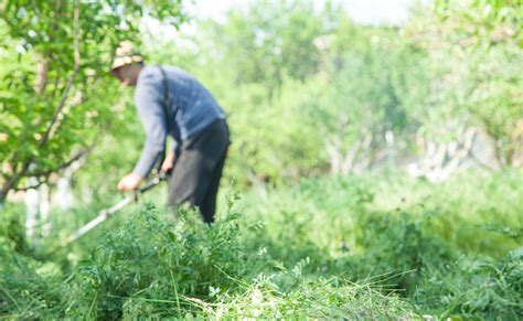 잔디에 초점을 맞춥니다 잔디 트리머와 잔디를 절단 노동자 남자에 대한 스톡 사진 및 기타 이미지 남자 농장 사람들 Istock