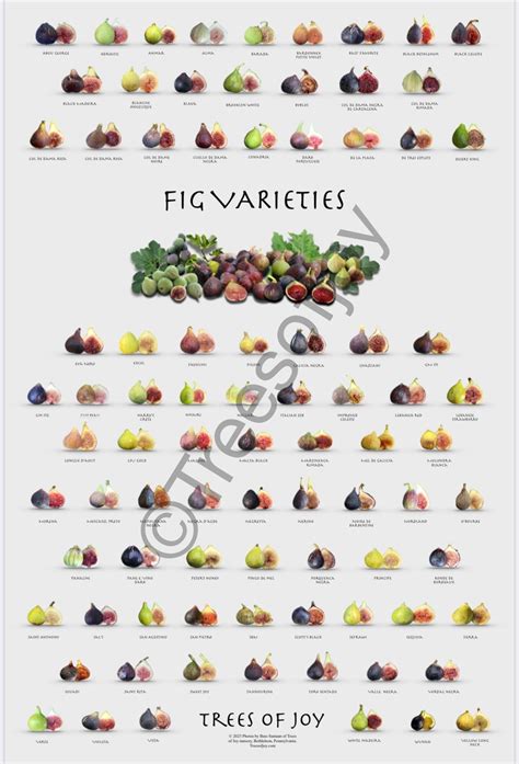 Fig Varieties Poster Trees Of Joy