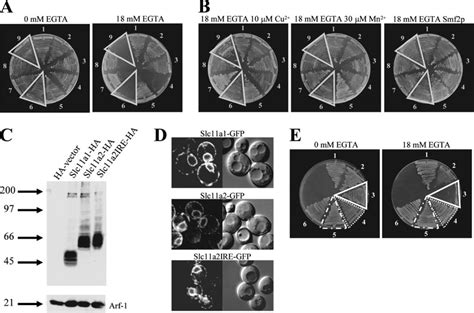 slc11a2 but not slc11a1 complements egta sensitivity of smf knock out