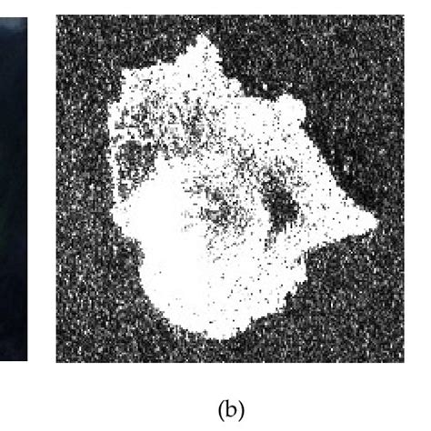 Comparision Of Sentinel 2 Sentinel 1 Images A Sentinel 2A TCC Of Download Scientific