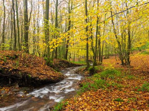Op Speurtocht In Het Bos Met Onze Bosbingos Download Ze Hier Libelle