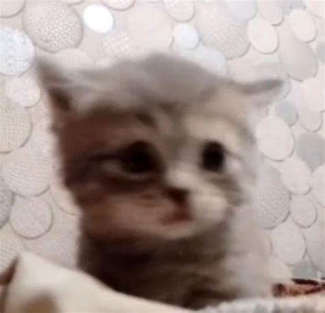 Создать мем котенок вислоухий шотландец кошка скотишфолд котята Картинки Meme