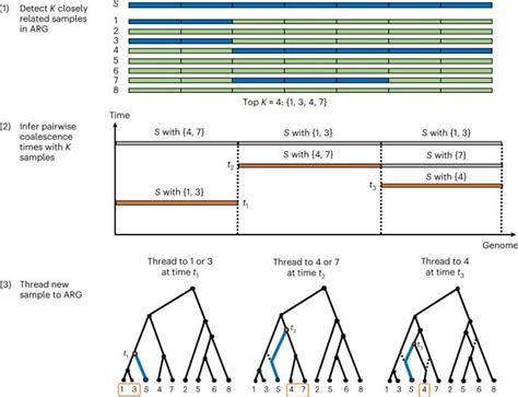 Biobank Scale Inference Of Ancestral Recombination Graphs Enables
