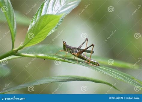 Grasshopperinsects Insecta Stock Image 255194587