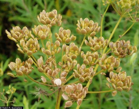 wiping out wild parsnip removes dangerous plant and restores critical