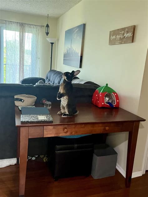 Sammy Doing His Best Impression Of Home Decor 😃 Rbunniesstandingup