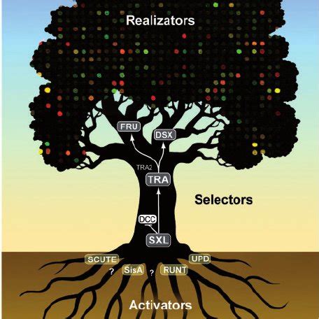 The Somatic Sex Determination Pathway Of Drosophila Melanogaster Download Scientific Diagram