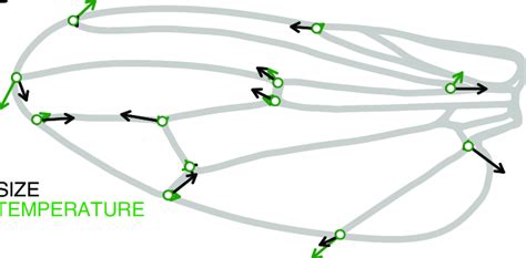Landmark Displacement Vectors For The Effects Of A Sex And B