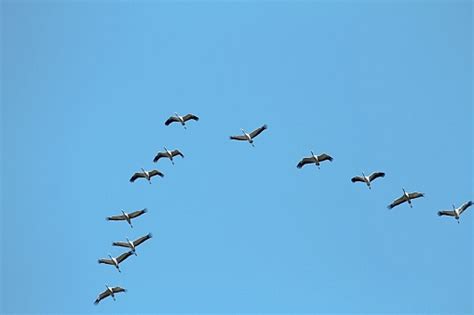 맑고 푸른 하늘을 배경으로 날아가는 새들의 낮은 각도 보기 0명에 대한 스톡 사진 및 기타 이미지 0명 공중 날개를 펼치다 Istock