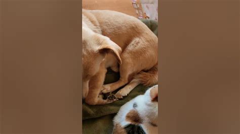 {멍냥꽁냥} 심쿵하는 강아지🐾 오빠한테 좋은 냄새가 나~😽 그래 고마워~🐶 Youtube