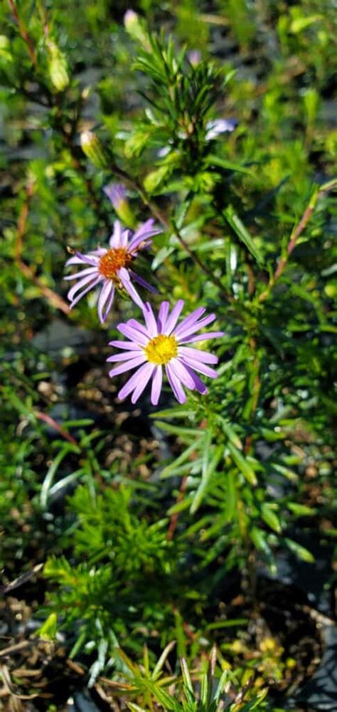 Herbaceous Ionactis Linarifolia Stiff Aster