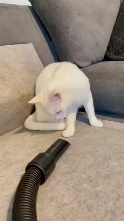 Funny Cat Album On Imgur