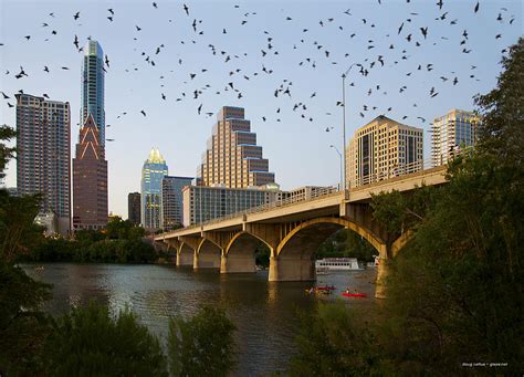 Bats Austin Bridge Video At Debra Helton Blog
