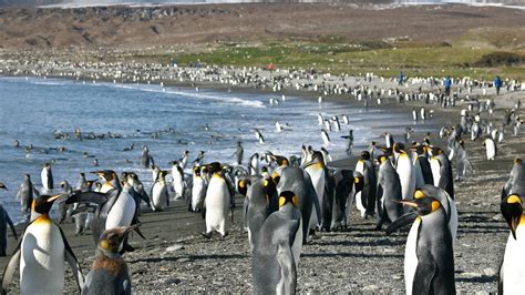 South Georgia And South Sandwich Islands