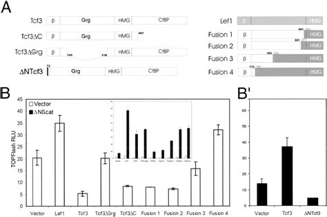Tcf3 And Lef1 Regulate Lineage Differentiation Of Multipotent Stem