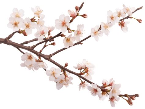 Sakura Flower Pngs For Free Download