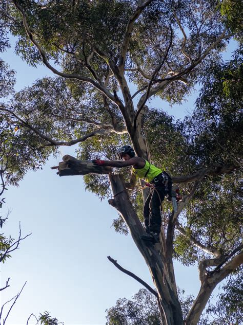 Expert Tree Removal Trimming Services In Melbourne