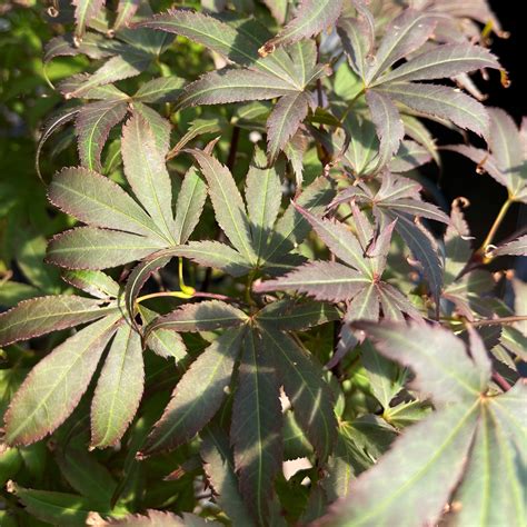 Acer P Pixie Springvale Garden Centre