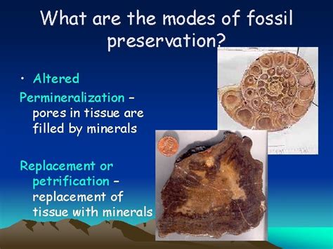 Fossils Mr Morris Science What Is A Fossil