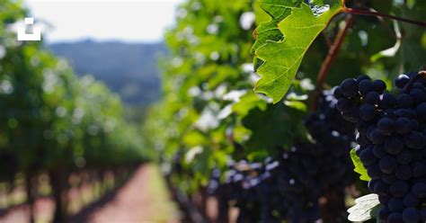 낮 동안 갈색 나무 울타리에 녹색 식물 사진 Unsplash의 무료 포도밭 이미지