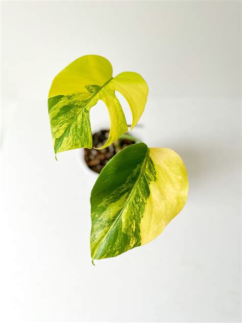 Monstera Deliciosa Aurea Verdant Plant House