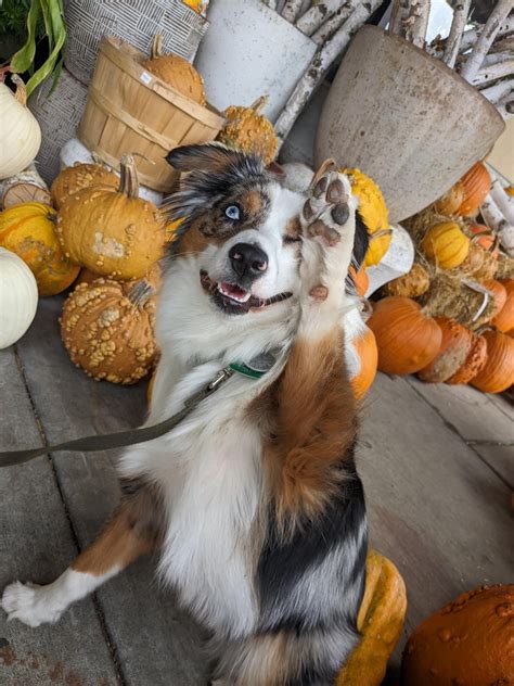 Some Fall Photos With My Mini Sora R Wigglebutts