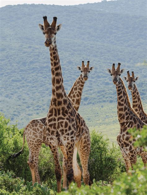 Certify Humane Treatment Global Humane Society