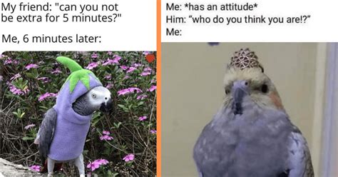 29 Flighty Funnies In The Form Of Bird Memes To Make The Day Fly By