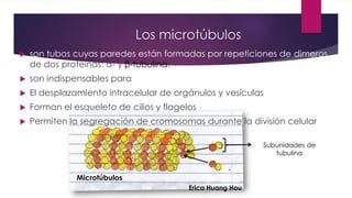 Membrana Celular Y El Citoesqueleto Pdf