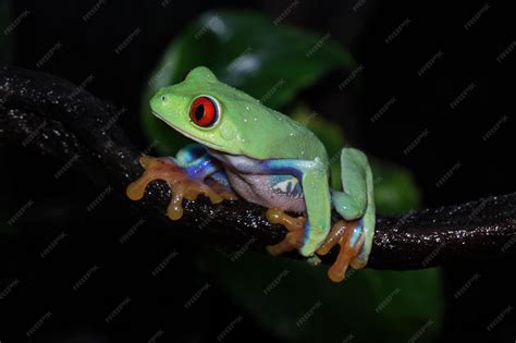 Premium Photo Red Eyed Amazon Tree Frog On Leaves Agalychnis Callidryas
