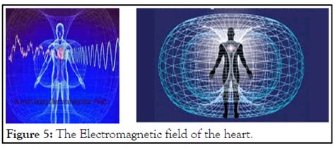Soliton Phenomena In The Process Of The Functioning Of The Heart