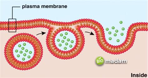 Difference Between Endocytosis And Exocytosis Biomadam
