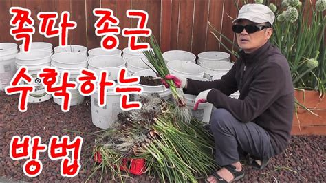 쪽파 수확하고 종근 말리는 방법 Youtube