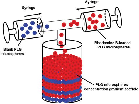 Concentration Gradient Picture