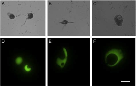 Evaluation Of Functional Properties In Primary Rat Monocytes Loaded