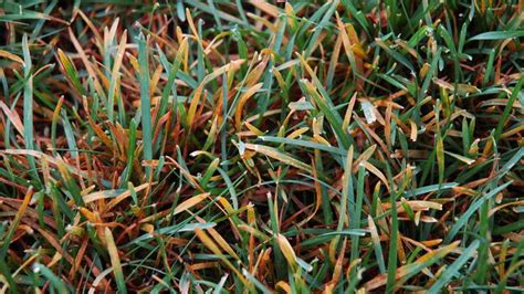 Rust In Turf Nc State Extension Publications