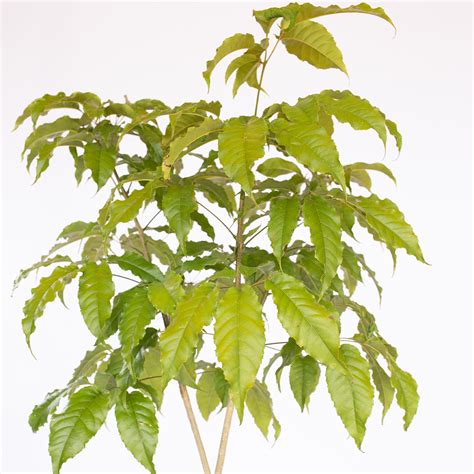 Ipê Roxo Sete Folhas Handroanthus Heptaphyllus Fábrica De Árvores