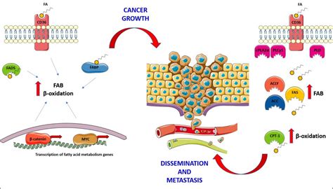 Fatty Acids From Energy Substrates To Key Regulators Of Cell Survival Proliferation And