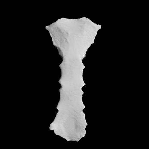 Anatomical Model Of Sternum Os Education