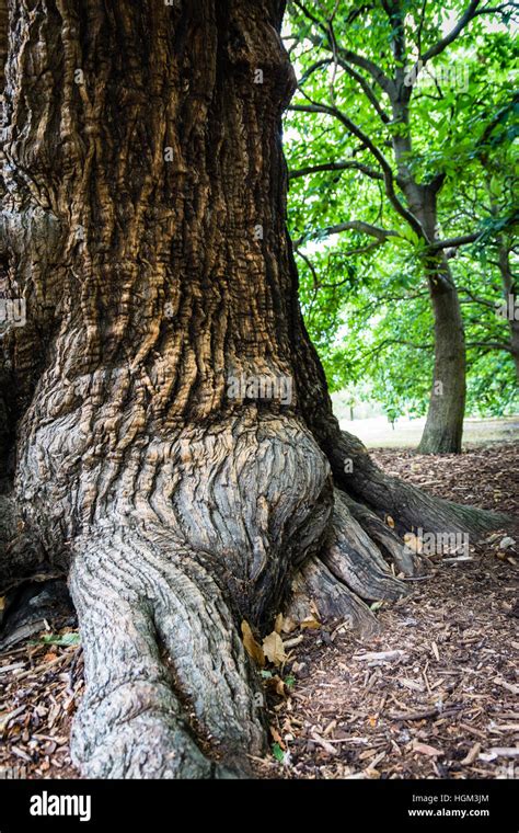 Tree Trunk Roots Stock Photo Alamy