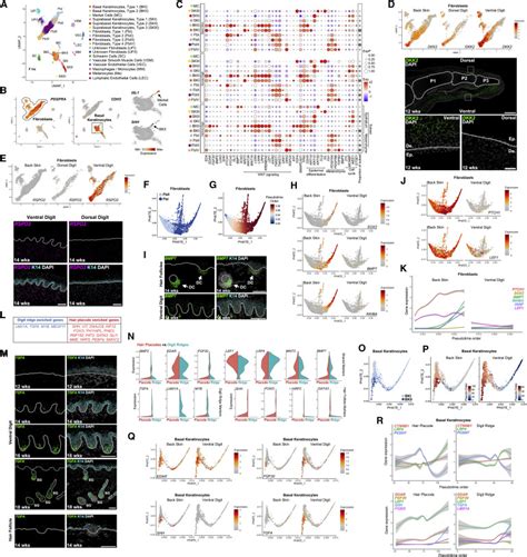 The Developmental Basis Of Fingerprint Pattern Formation And Variation