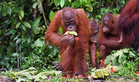 Kisah Persahabatan Dan Ketangguhan Taymur